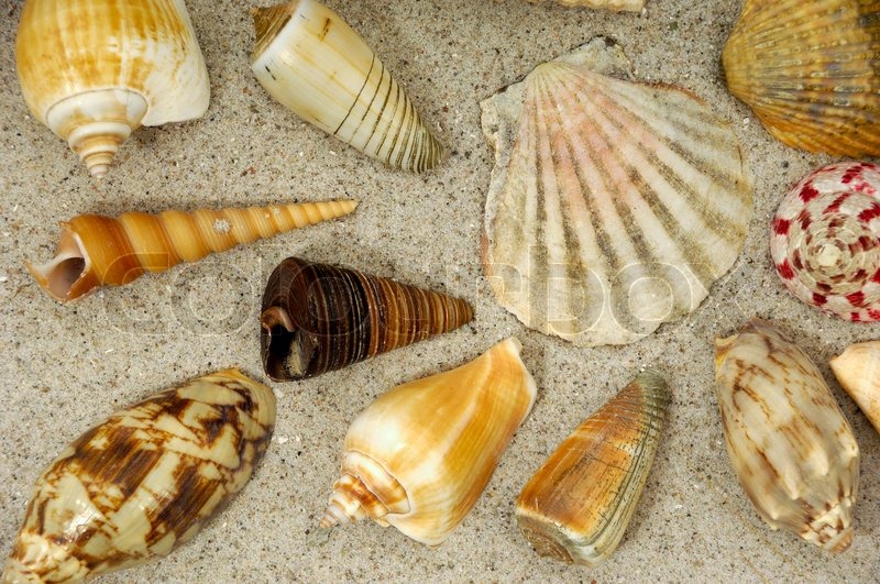 Collection with many different shells ... | Stock image | Colourbox