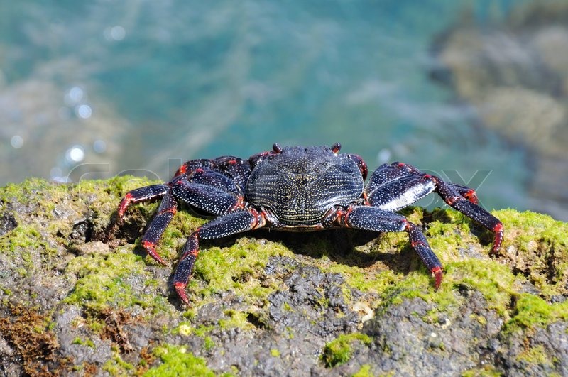 Closeup of a crab on rock near the sea | Stock image | Colourbox