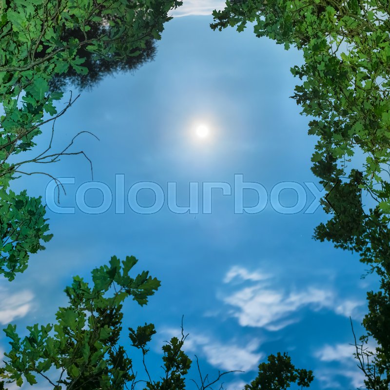 Moon through tree leaves at night at ... | Stock image | Colourbox