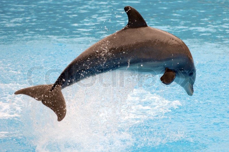 Happy Dolphin springt aus dem Wasser | Stock Bild | Colourbox
