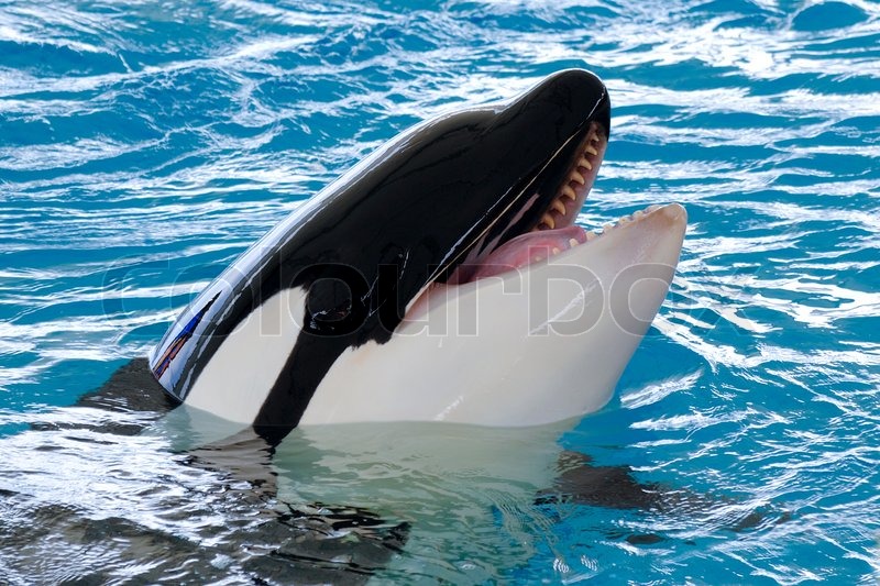 Killerwhale is smiling | Stock image | Colourbox
