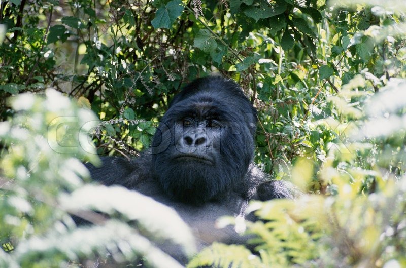 A grumpy gorilla | Stock image | Colourbox