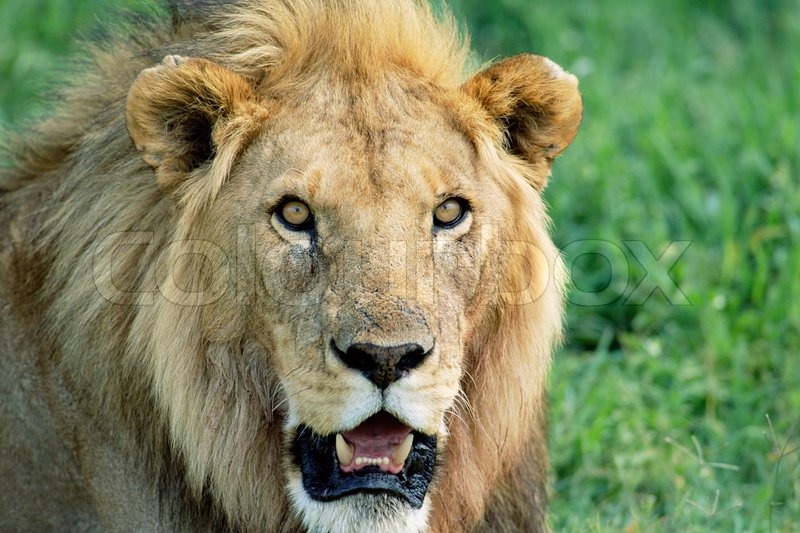 Nahaufnahme einer afrikanischen Löwen, ... | Stock Bild | Colourbox