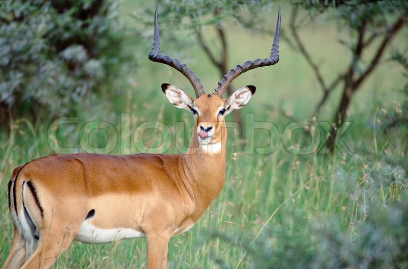 Roe | Stock image | Colourbox