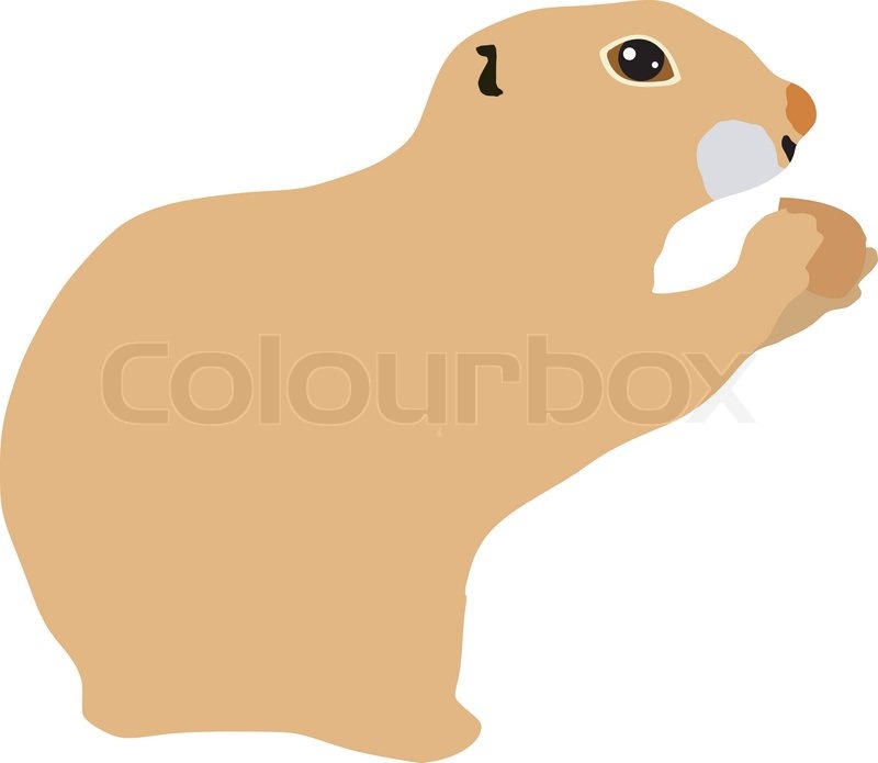 Ground squirrel | Stock vector | Colourbox