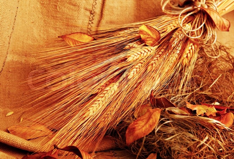 Autumn wheat background with autumn ... | Stock image | Colourbox