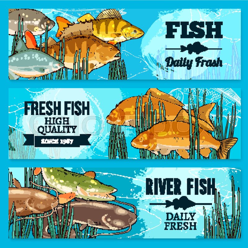 Fresh fish sketch banners for sea food ... | Stock vector | Colourbox