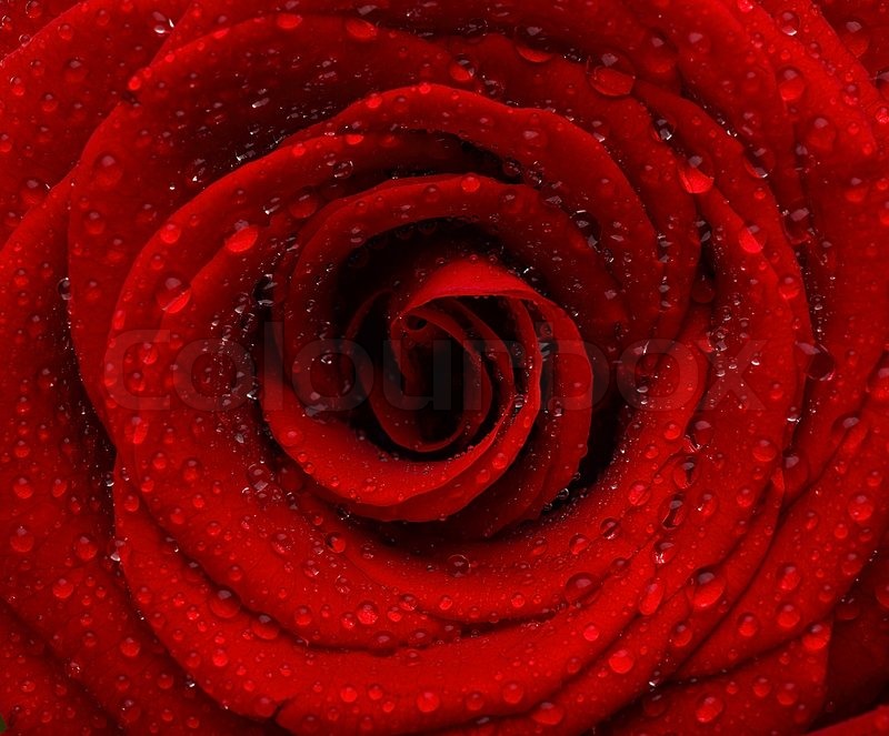 Red wet rose background with dew drops | Stock image | Colourbox