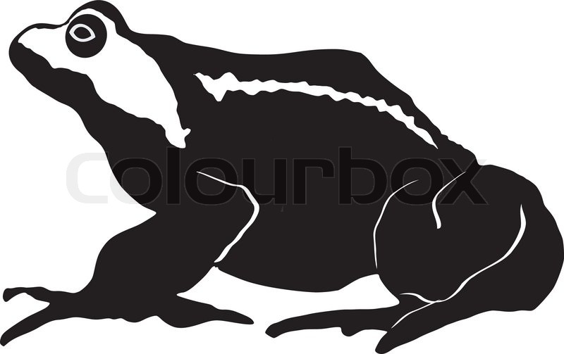 Toad | Stock vector | Colourbox