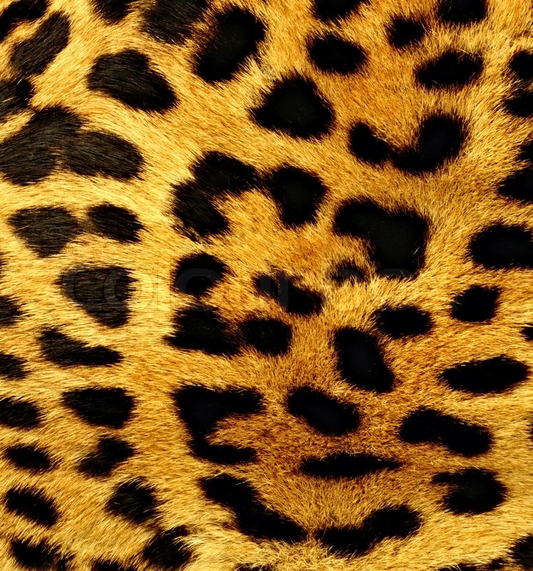 Natural pattern of leopard fur in ... | Stock image | Colourbox