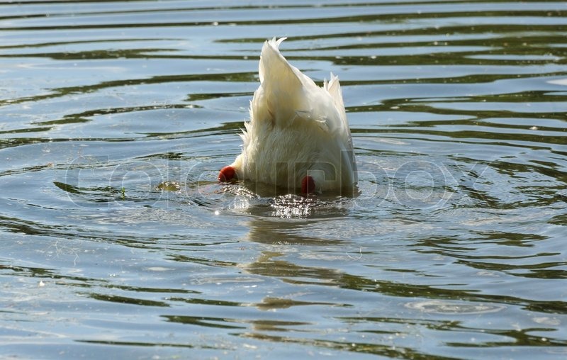 Duck with head under water and tail up | Stock image | Colourbox