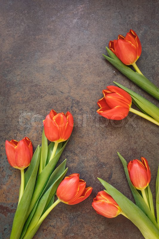 Beautiful tulip flowers scattered over ... | Stock image | Colourbox