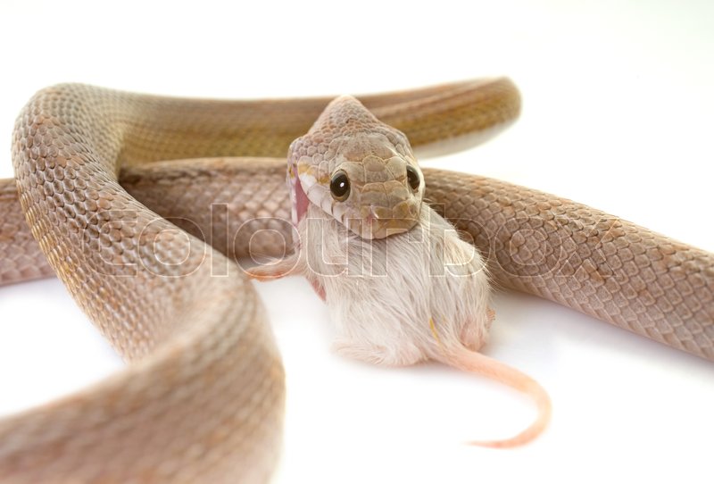 Snake Eating Mouse