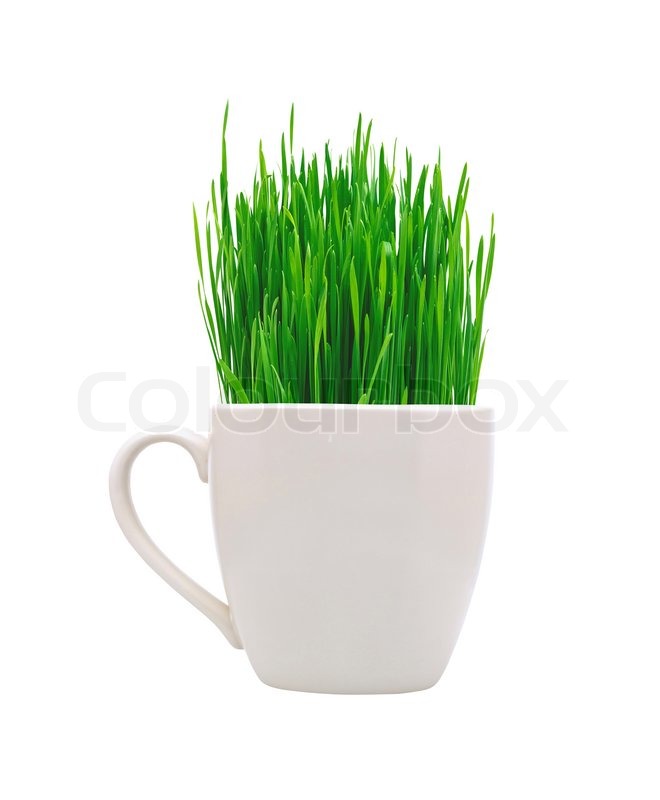 White cup with green grass isolated on ... | Stock image | Colourbox
