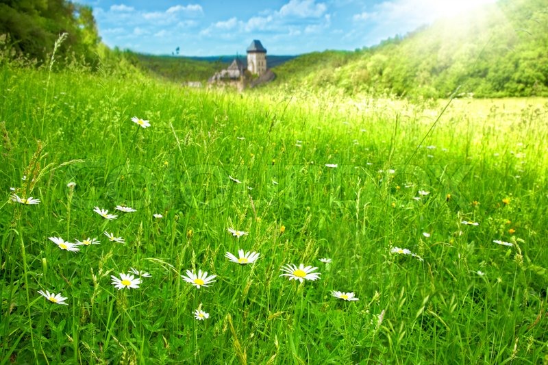Green meadow with camomile on castle ... | Stock image | Colourbox
