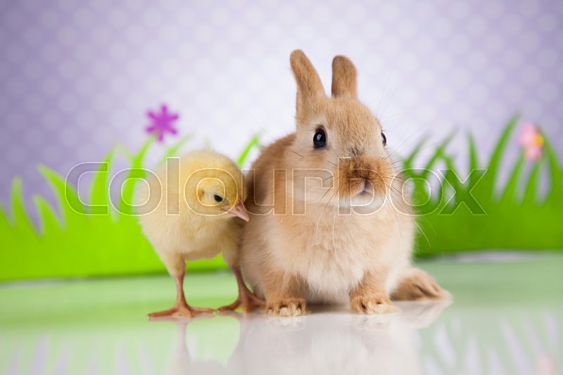 Easter Bunny and Chick | Stock image | Colourbox