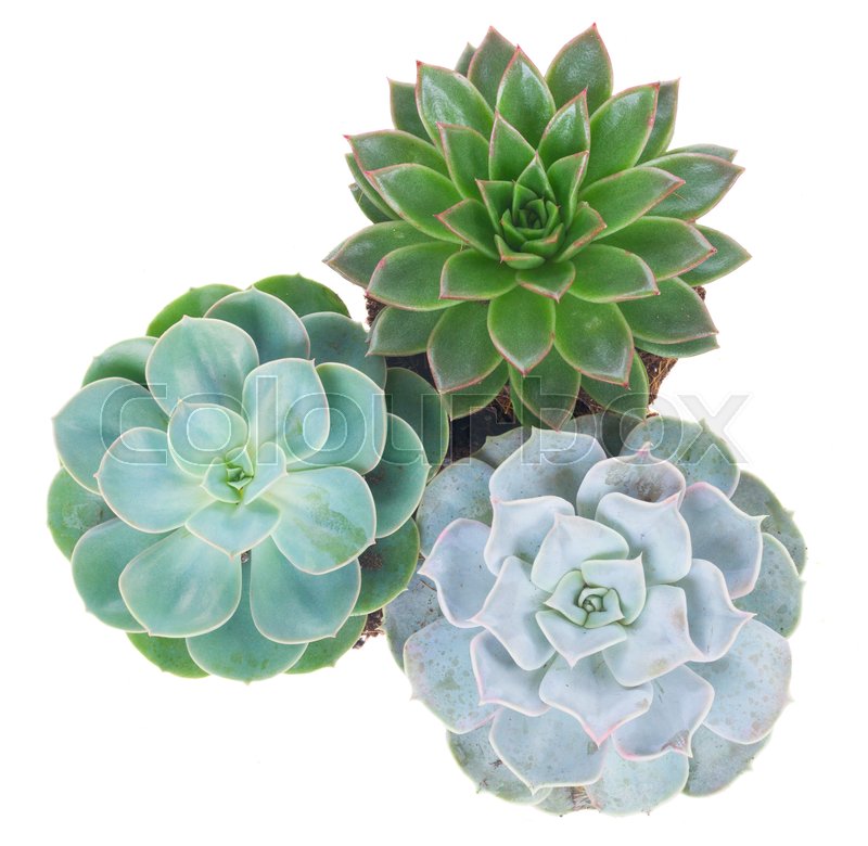 Three succulent green plant isolated on ... | Stock image | Colourbox