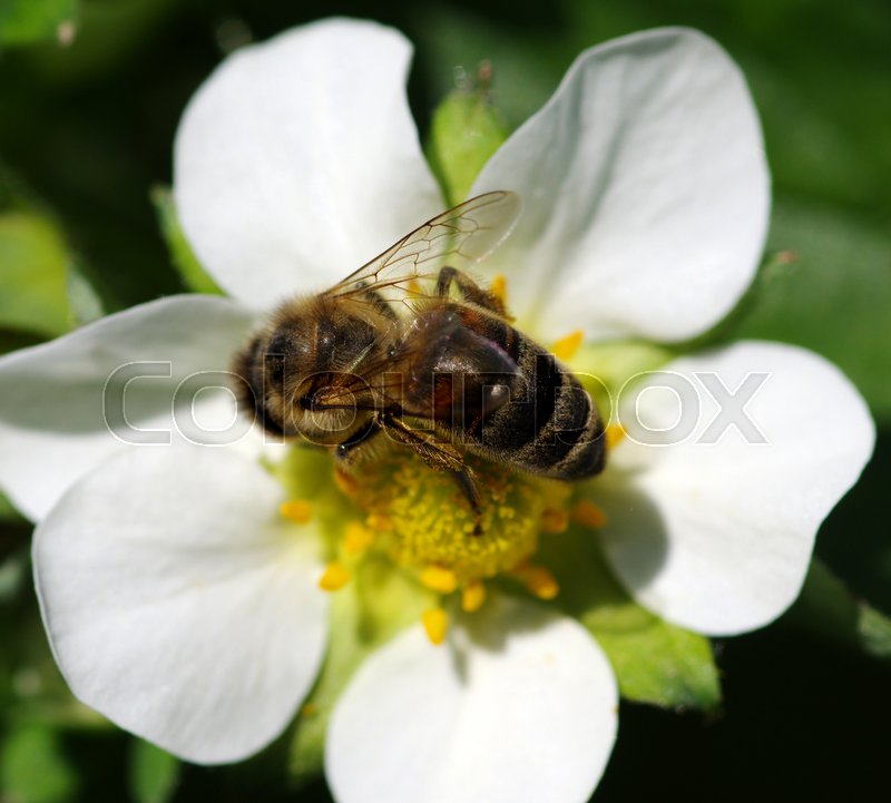 Bee on the flower. Bee at work | Stock image | Colourbox