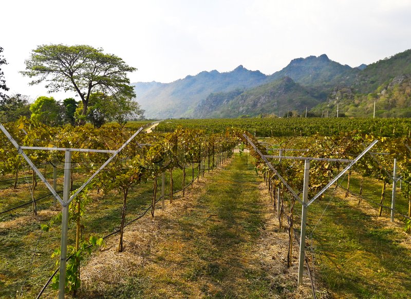 Grape vineyard landscape with mountain ... | Stock image | Colourbox