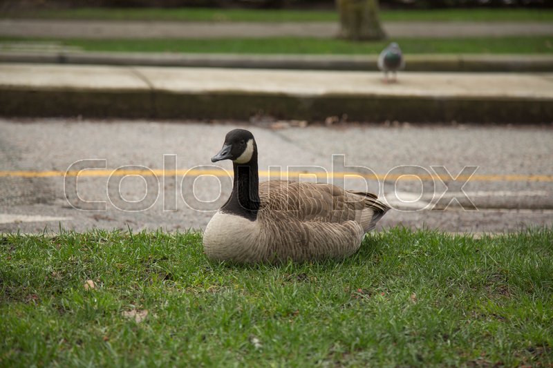 Grey Goose Animal