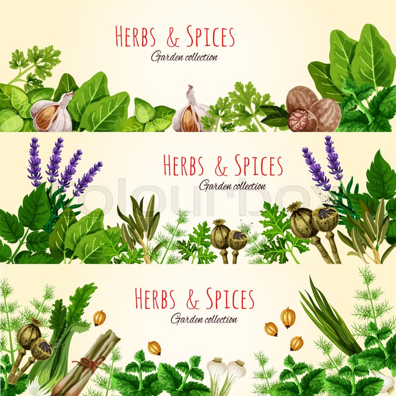 Green herbs and spices cartoon banner ... | Stock vector | Colourbox