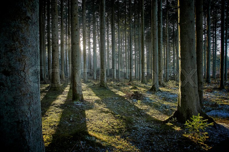 Shadows in The Forrest | Stock image | Colourbox
