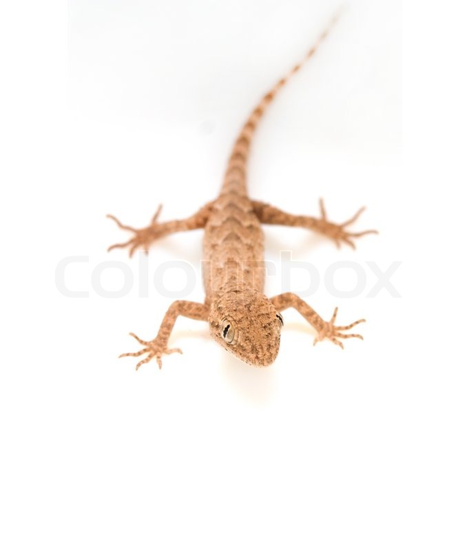 Lizard on a white background | Stock image | Colourbox
