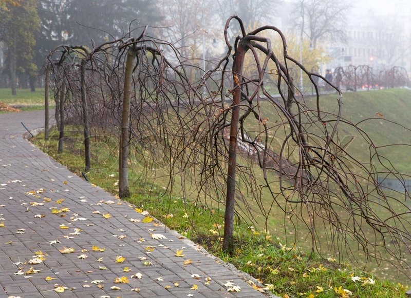 Bare Baum auf Straße hin stumpf Herbst ... | Stock Bild | Colourbox