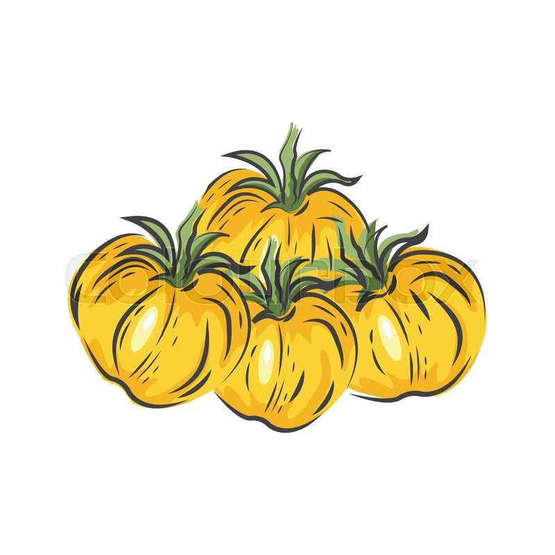 Vector yellow Tomato drawing icon | Stock vector | Colourbox