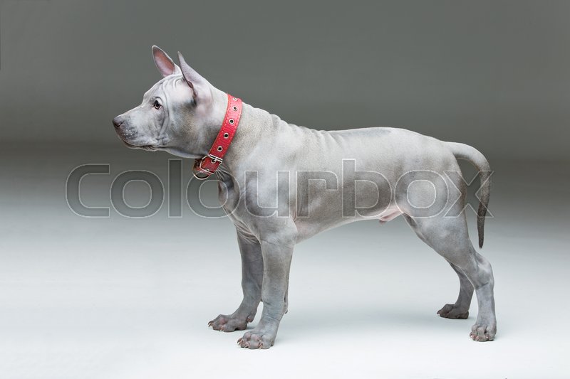 Ridgeback Dog Grey