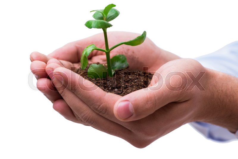 Hand holding seedling in new life ... | Stock image | Colourbox