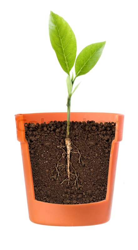 Growing plant with roots showing in pot ... | Stock image | Colourbox