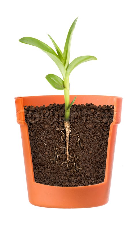 Growing plant with roots showing in pot ... | Stock image | Colourbox
