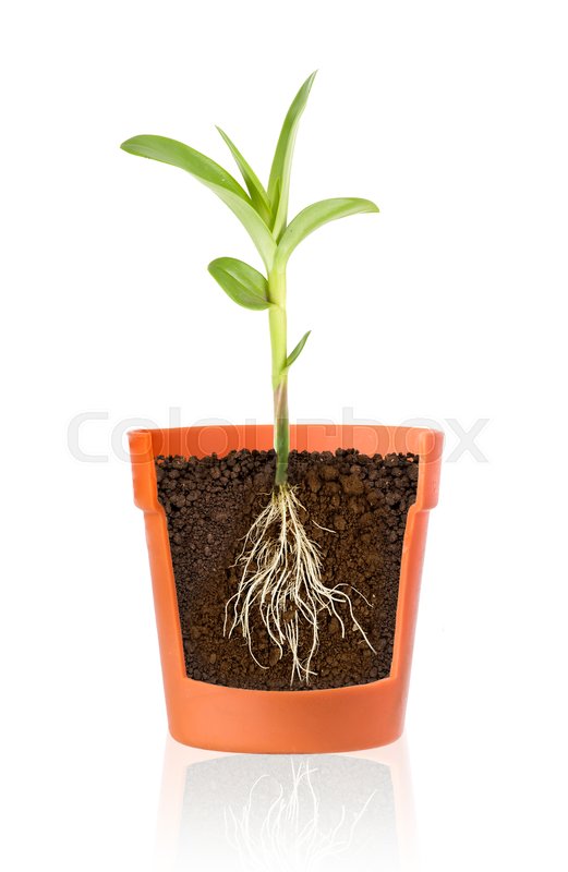Growing plant with roots showing in pot ... | Stock image | Colourbox
