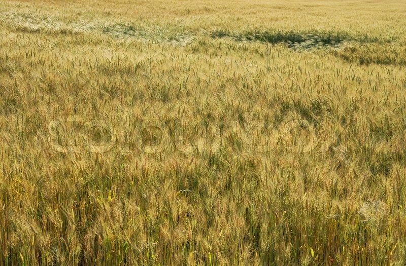Leichtem Wind im Sommer Roggenfeld | Stock Bild | Colourbox
