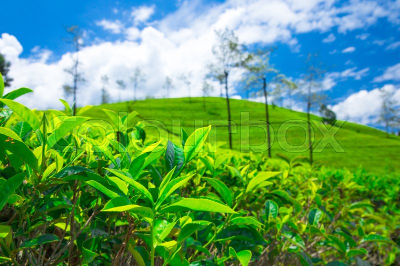 Tea Garden Background
