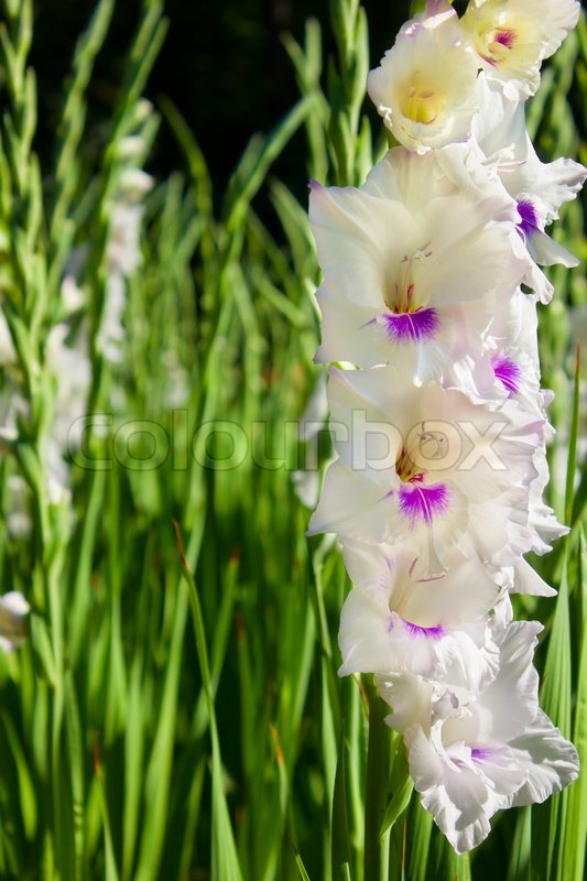 Weiße Gladiolen | Stock Bild | Colourbox