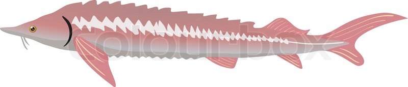 Sturgeon fish | Stock vector | Colourbox