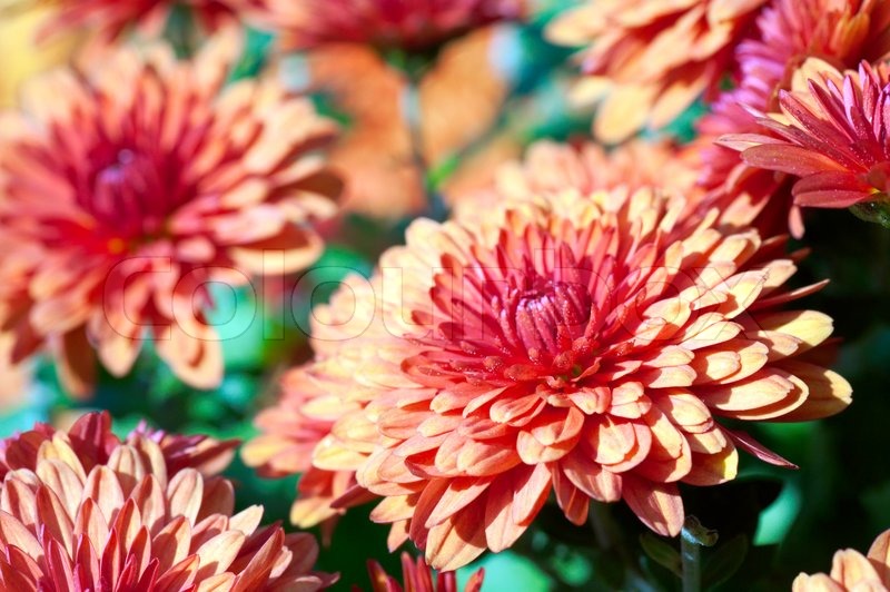 Beautiful bordeaux chrysanthemum flower ... | Stock image | Colourbox