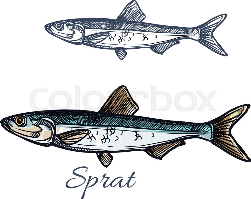 Sprat sketch vector fish icon. ... | Stock vector | Colourbox