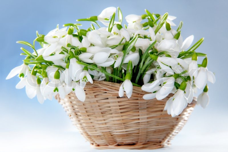 Bunch of snowdrops in basket on blue ... | Stock image | Colourbox