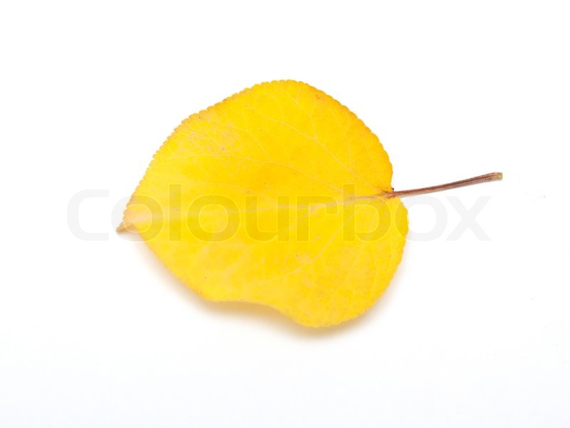 Yellow leaves on white background | Stock image | Colourbox