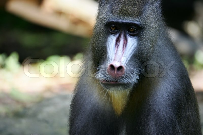 Schön, tier, affe | Stockfoto | Colourbox