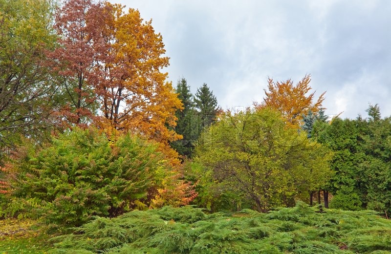 Colorful Evergreen Landscape