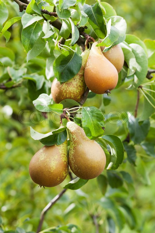 Pear in apple tree | Stock image | Colourbox