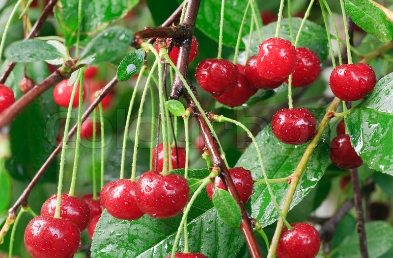 Zweig von Kirschbaum mit roten Kirschen ... | Stock Bild | Colourbox