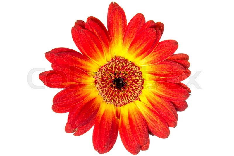 Close up view of beautiful gerbera ... | Stock image | Colourbox