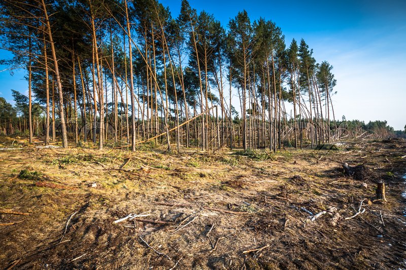 Destroyed forest as an effect of strong ... | Stock image | Colourbox