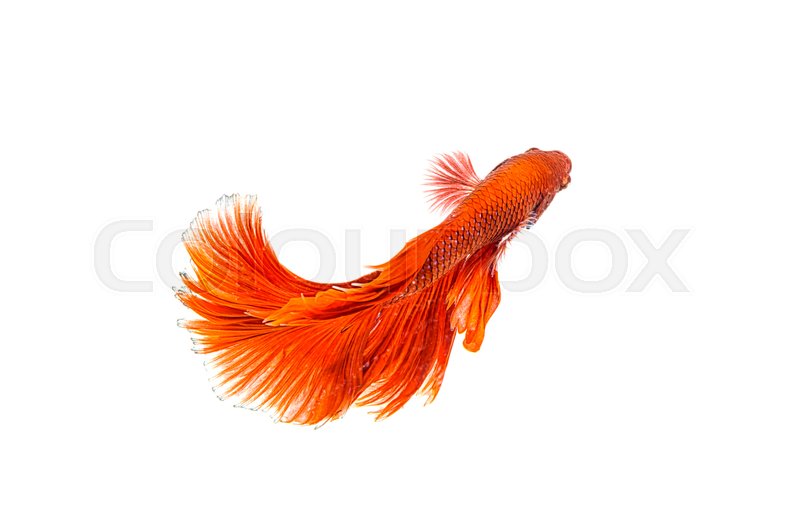 Half Moon Fighter Fish Wallpaper