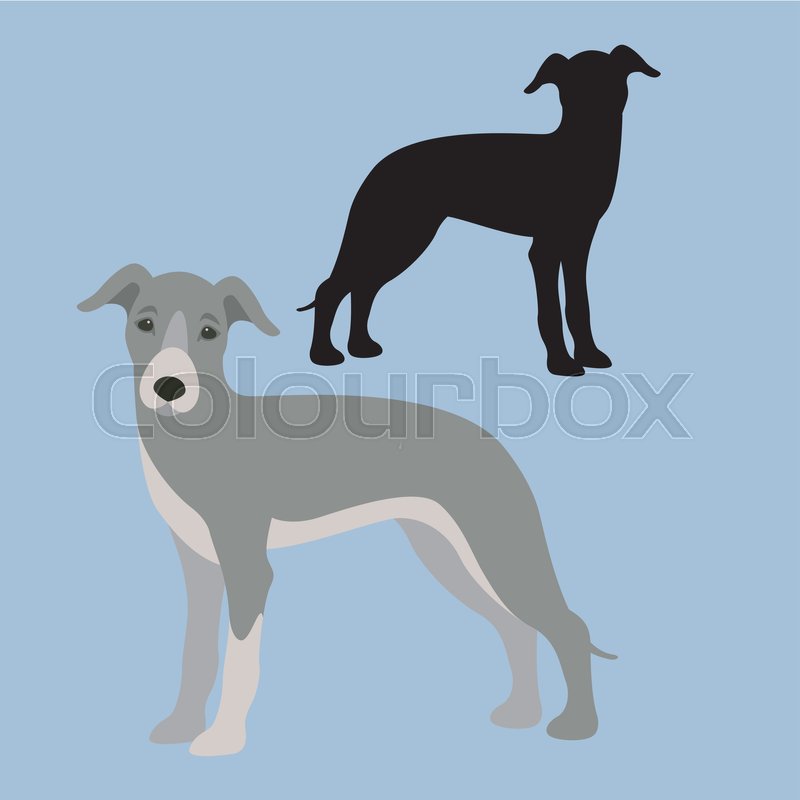 Greyhounds dog vector illustration ... | Stock vector | Colourbox